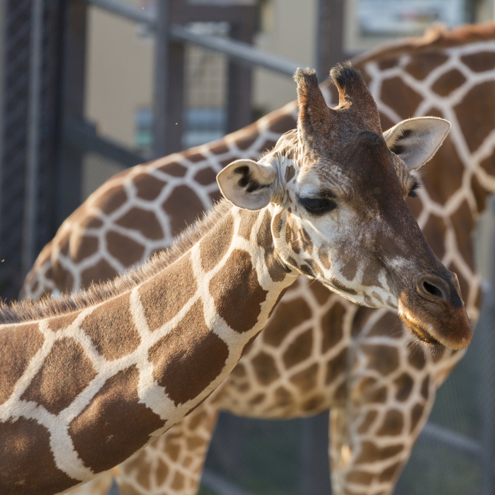 Kyoto City Zoo | KYOTO TO DO
